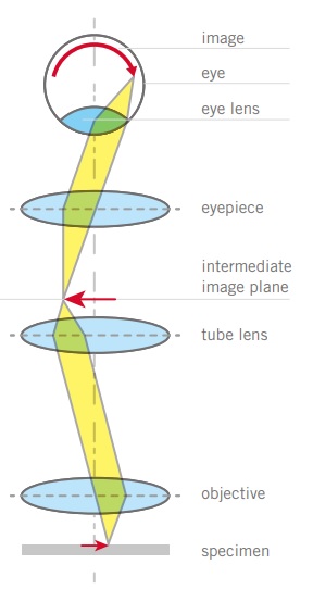 SEM vs OM：揭開掃描電子顯微鏡與光學顯微鏡的微觀世界對決