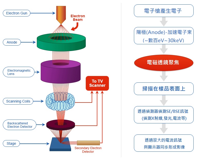SEM vs OM：揭開掃描電子顯微鏡與光學顯微鏡的微觀世界對決